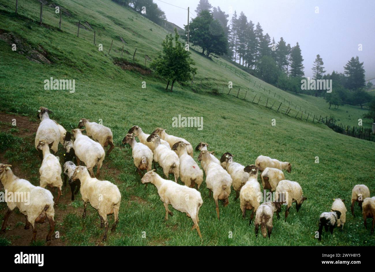 Latxa breed hi-res stock photography and images - Alamy