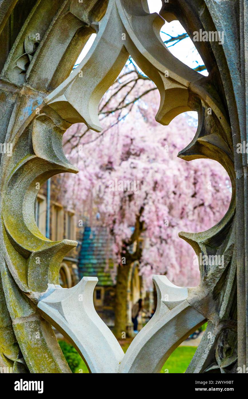 View of Princeton University campus dormitory vintage building at ...
