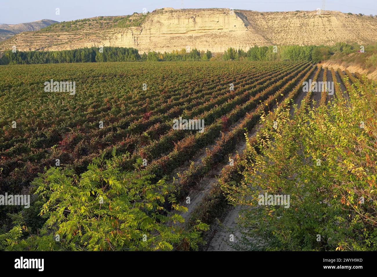 Fuenmayor hi-res stock photography and images - Alamy