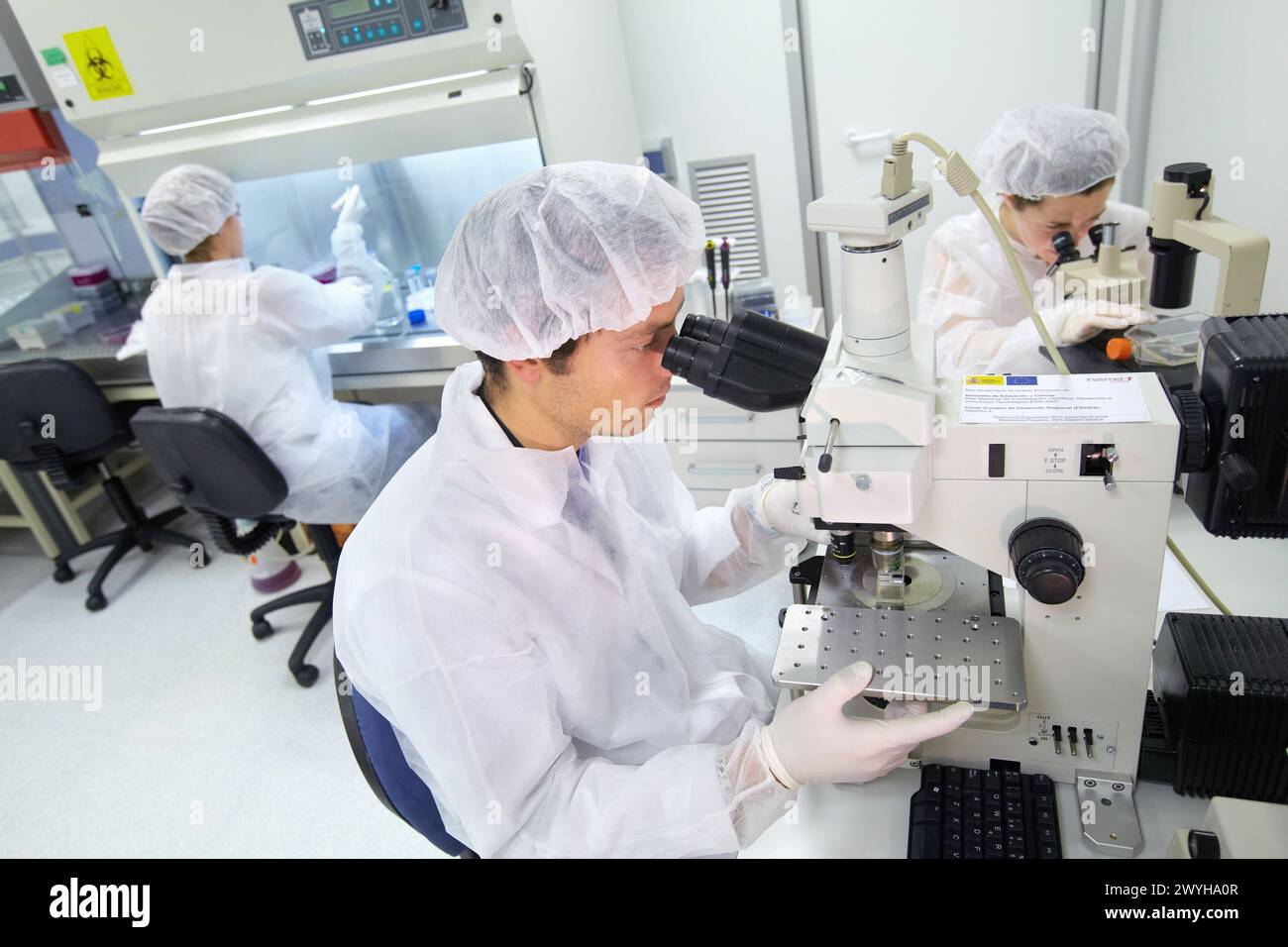 Researchers working in the cell culture room and observing the ...