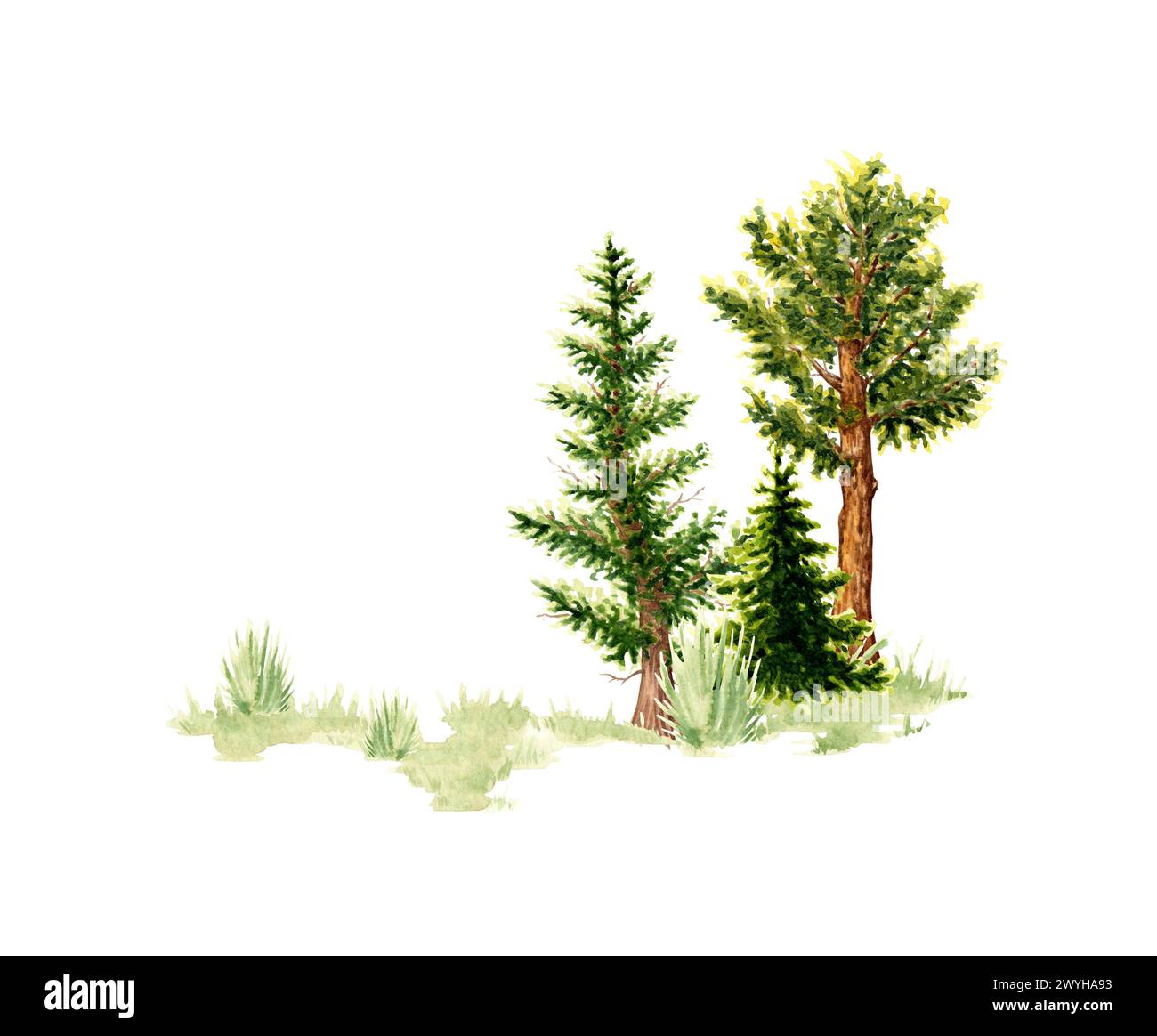 Watercolor illustration of a natural landscape element. Forest wildlife scene with green grass ...