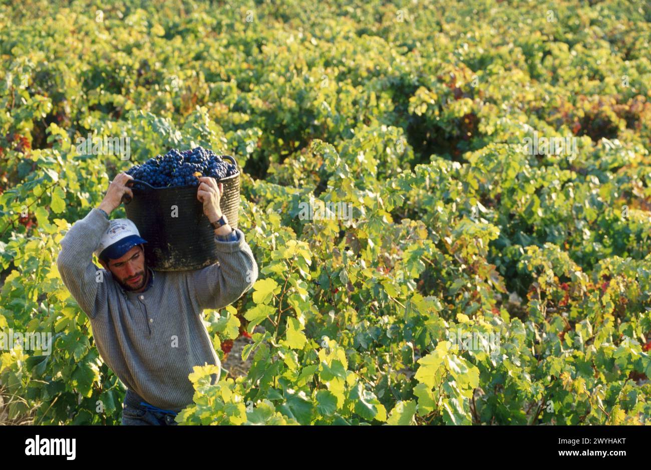 Vintage, Villabuena de Álava. Rioja alavesa, Alava, Euskadi, Spain ...