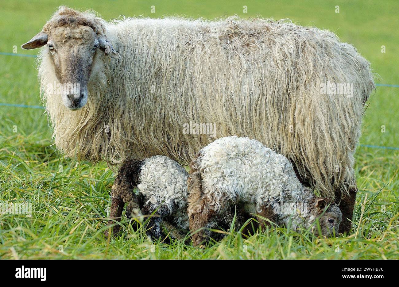 ´Latza´ sheep, adult and lambs. Legazpi. Guipúzcoa, Spain Stock Photo ...