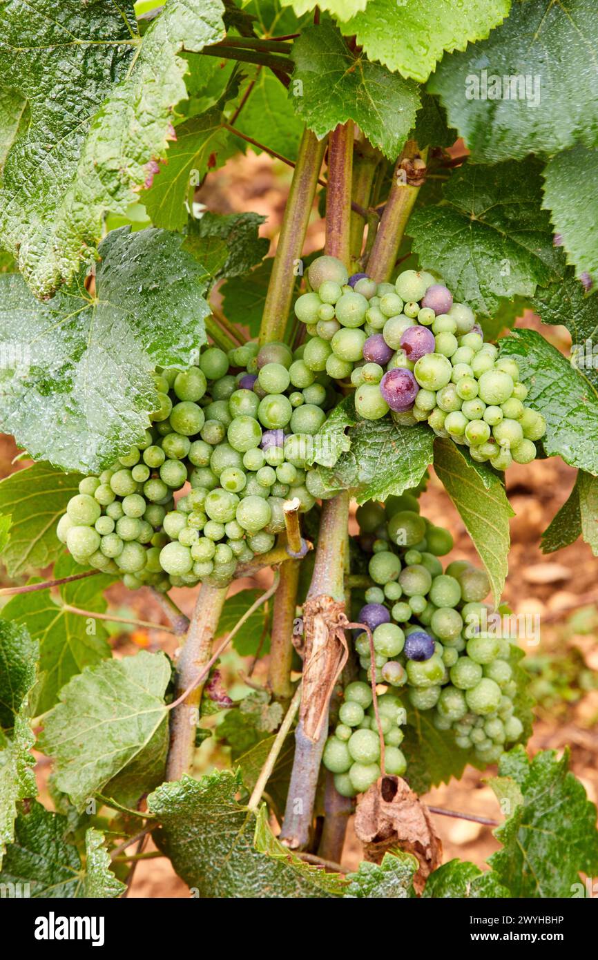 Pinot noir vineyards, Domaine de la Romanée-Conti, Vosne-Romanée, Cote ...