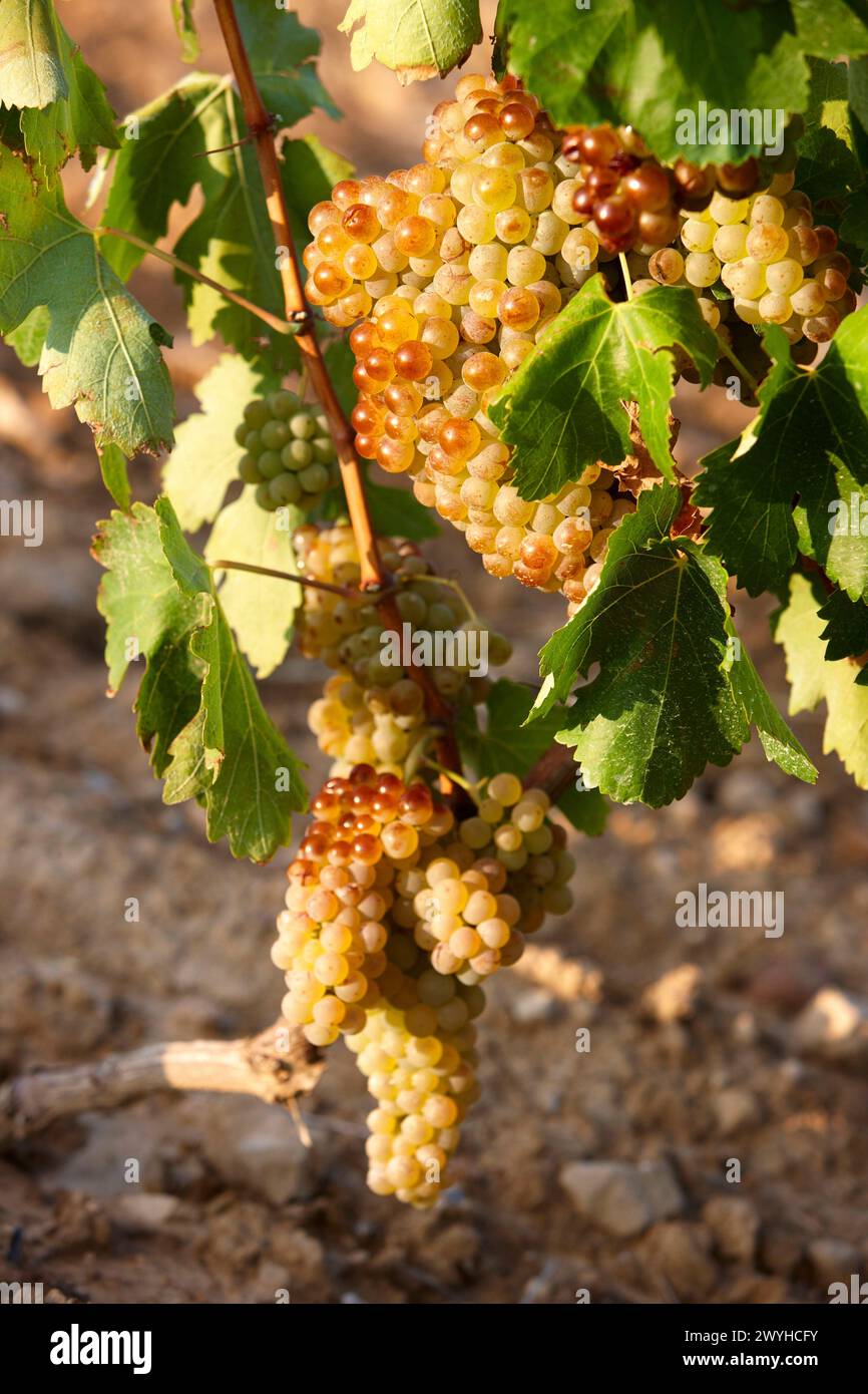 Viura wine grape, vineyards, Laguardia, Rioja Alavesa, Araba, Basque ...