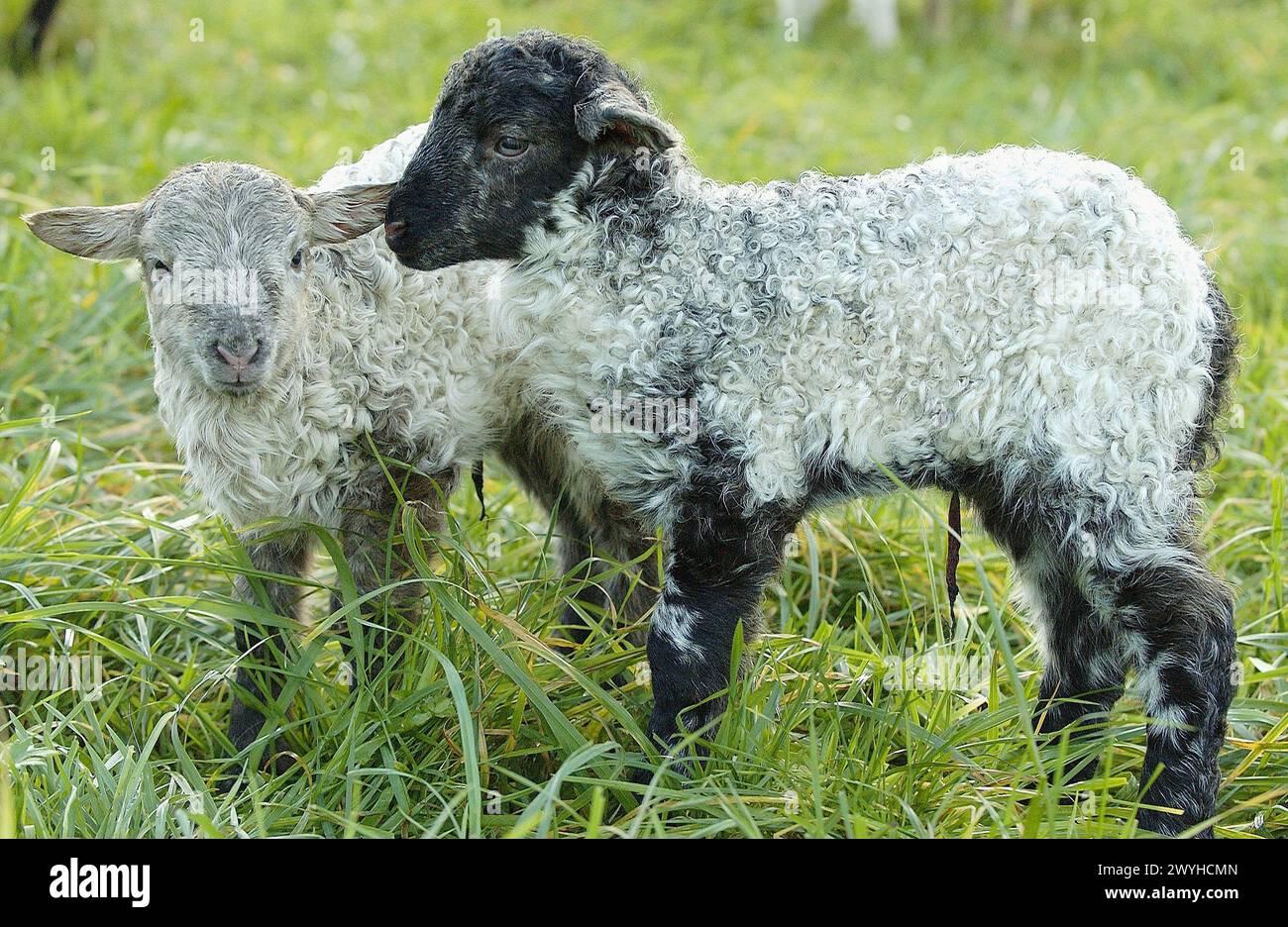 ´Latza´ sheep, lambs. Legazpi. Guipúzcoa, Spain Stock Photo - Alamy