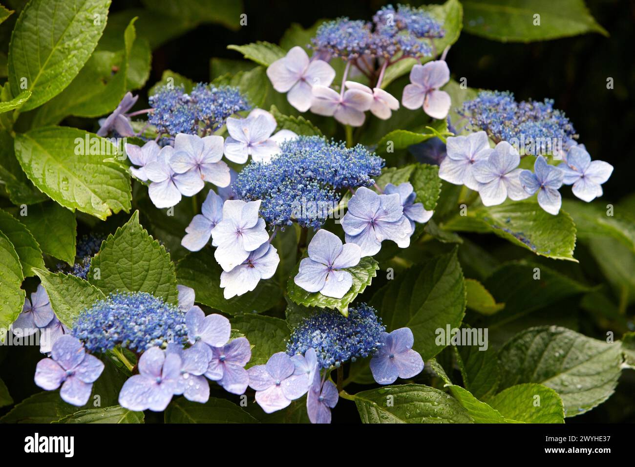 Hydrangea, Owakudani, Hakone, Kanagawa, Japan Stock Photo - Alamy
