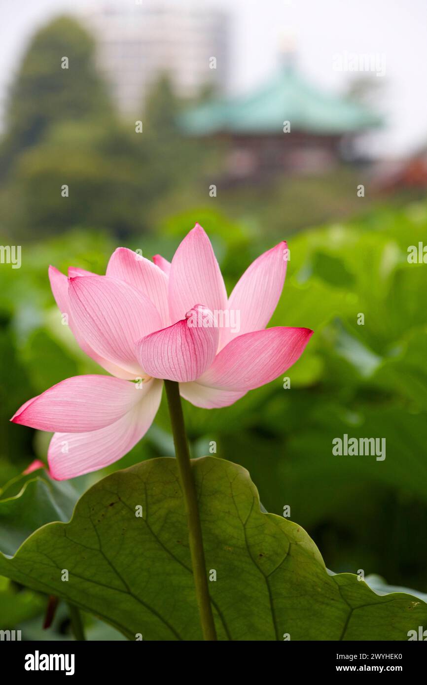 Lotus flower, Ueno Onshi Park, Ueno, Tokyo, Japan Stock Photo - Alamy