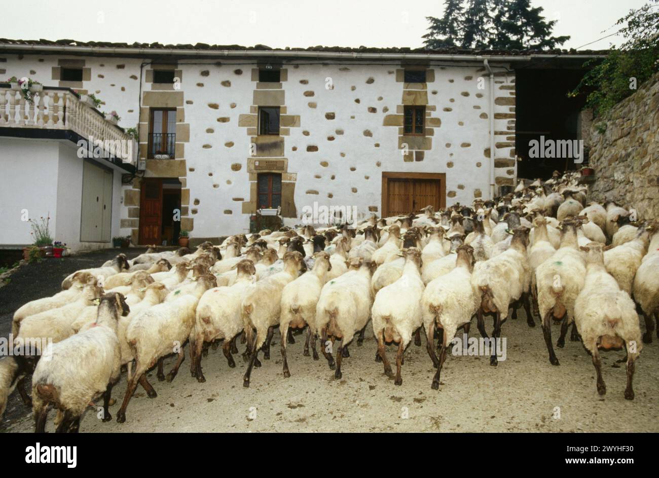 Sheep (Latxa breed). Guipúzcoa. Spain Stock Photo - Alamy