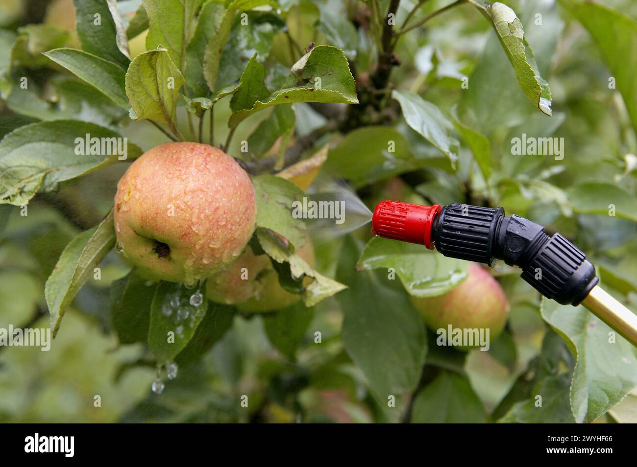 Farmer using sprayer in apple tree orchard. Guipúzcoa, Euskadi. Spain ...