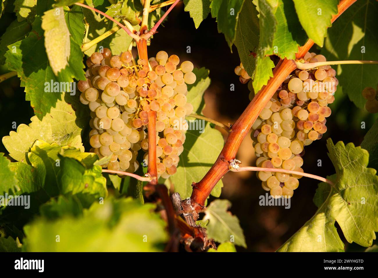 Viura wine grape, vineyards, Laguardia, Rioja Alavesa, Araba, Basque ...