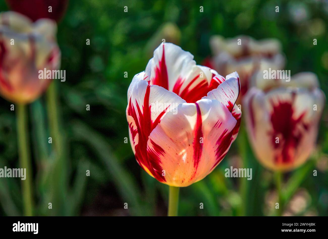 Atlanta botanical garden tulips hi-res stock photography and images - Alamy