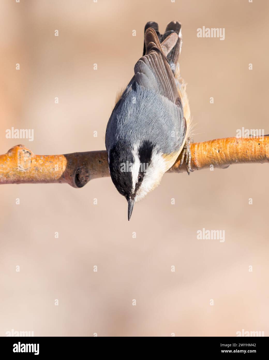 Nuthatch red breasted bird hi-res stock photography and images - Alamy