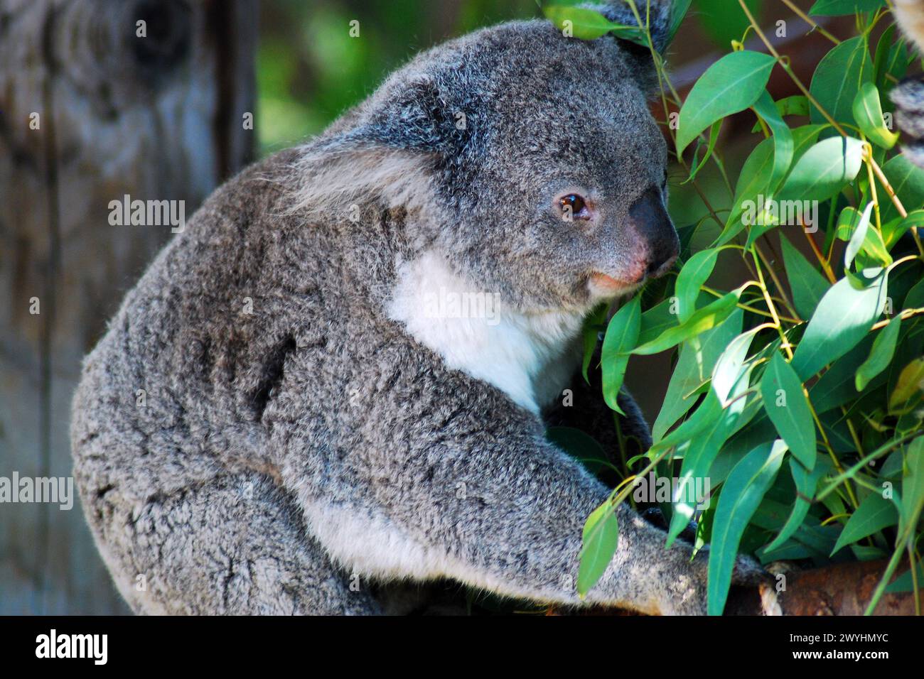 A Koala Bear from Australia climbs up a eucalyptus tree to eat the leaves Stock Photo - Alamy
