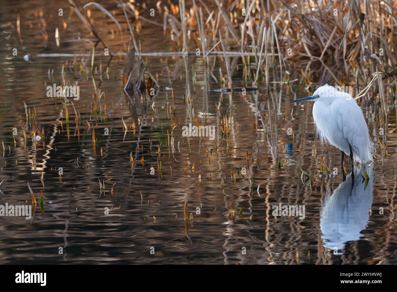 A little egret (Egretta Garzetta) in a lake in a park in Kanagawa ...