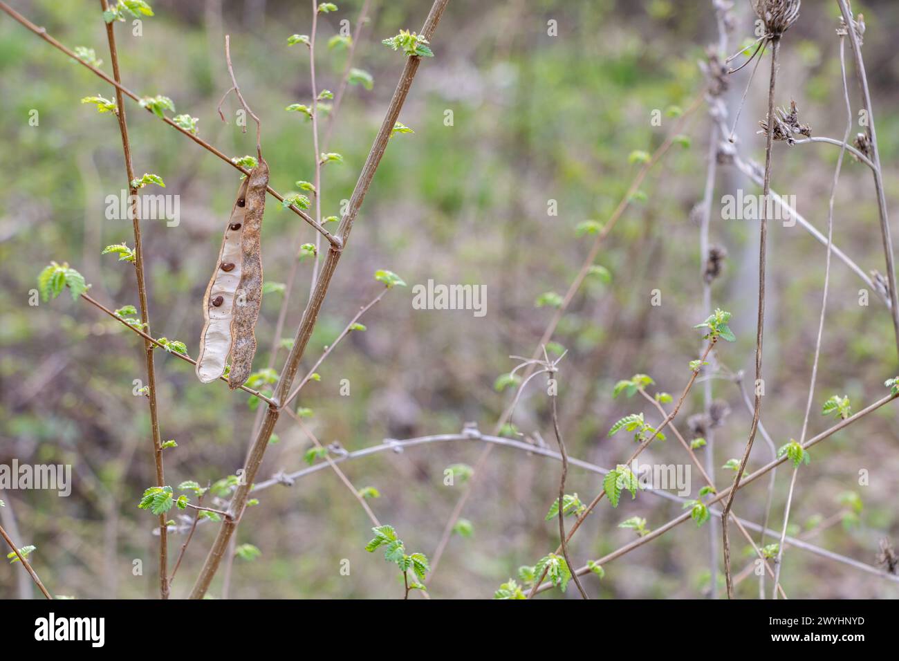 A seed pod of Acacia hanging from the branch early spring, surrounded ...