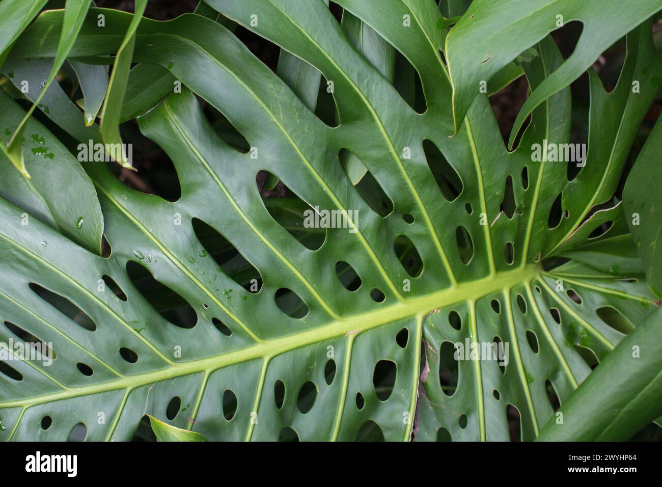 Monstera hi-res stock photography and images - Alamy