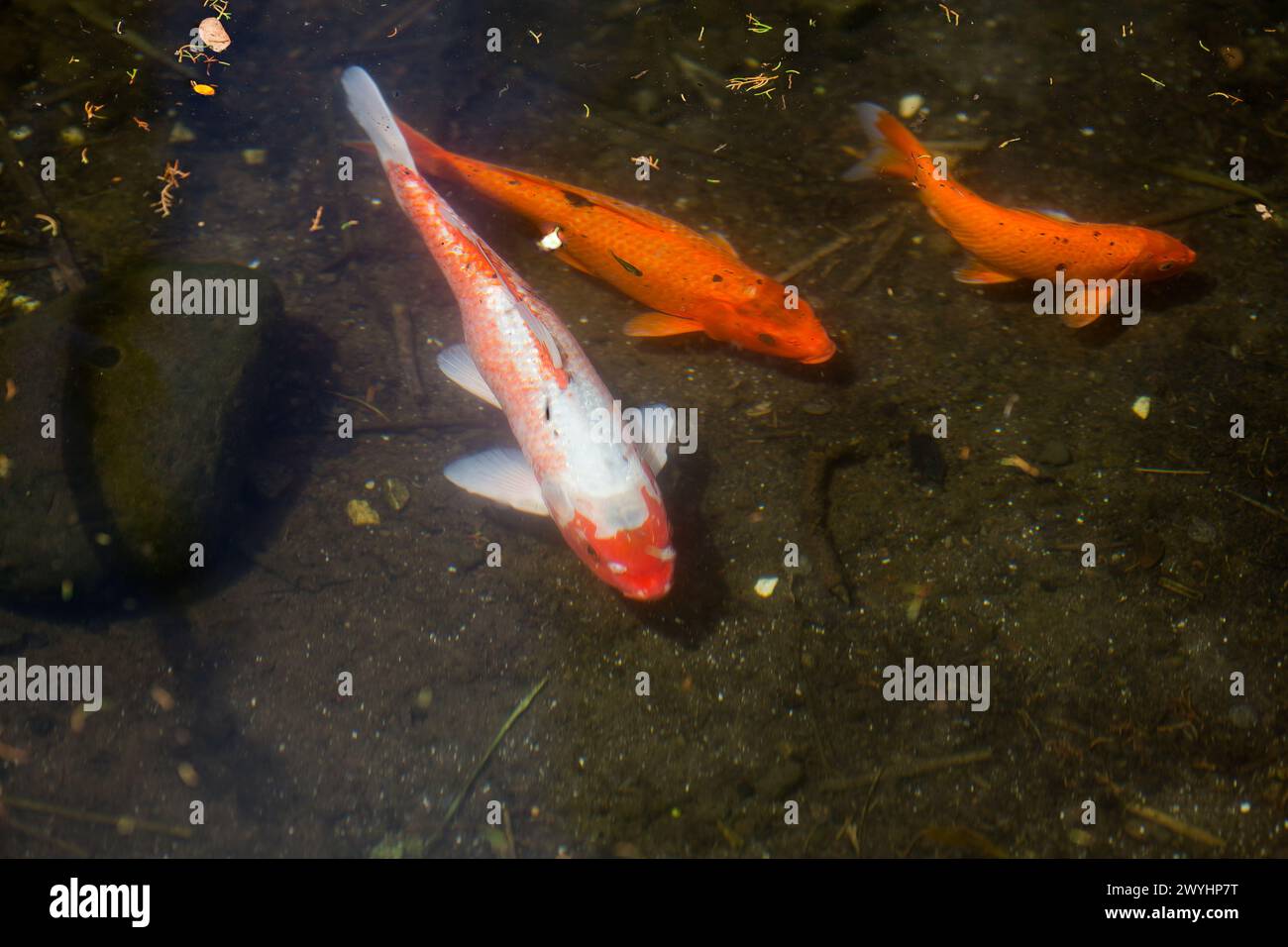 Kepaniwai Park, the aisian heritage gardens on the island of ...