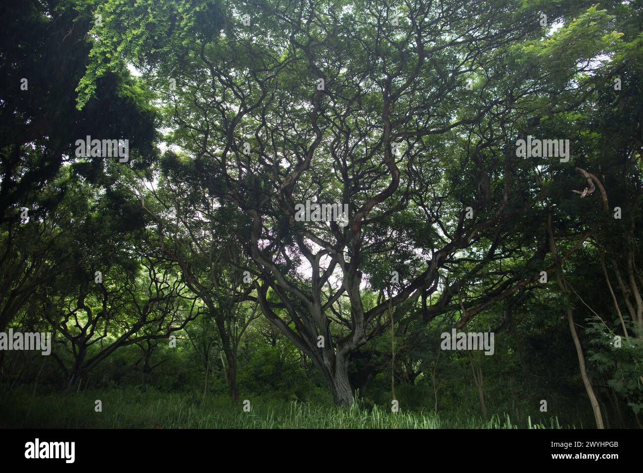 A path leads through towering impressive trees and vines somewhere ...