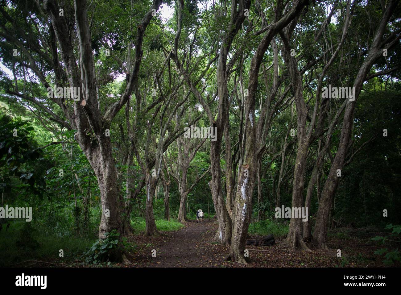 A path leads through towering impressive trees and vines somewhere ...
