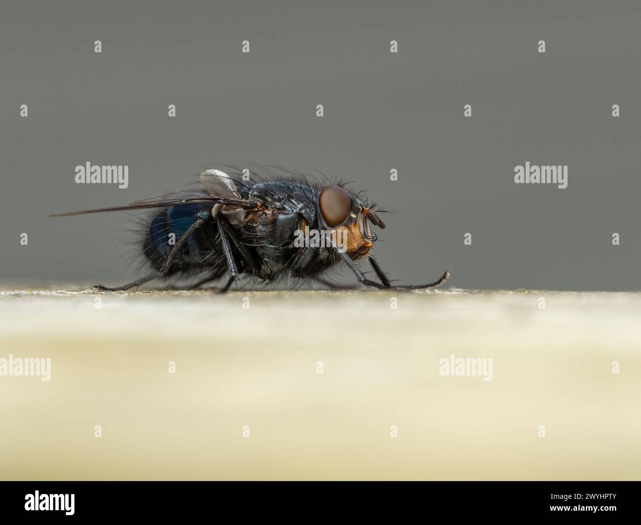 Side view of a common blowfly or bottle fly (Calliphora vicina) as it ...