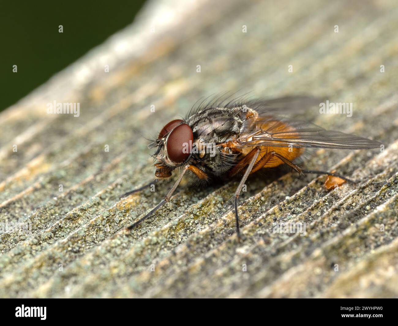 Piece of corpse hi-res stock photography and images - Alamy