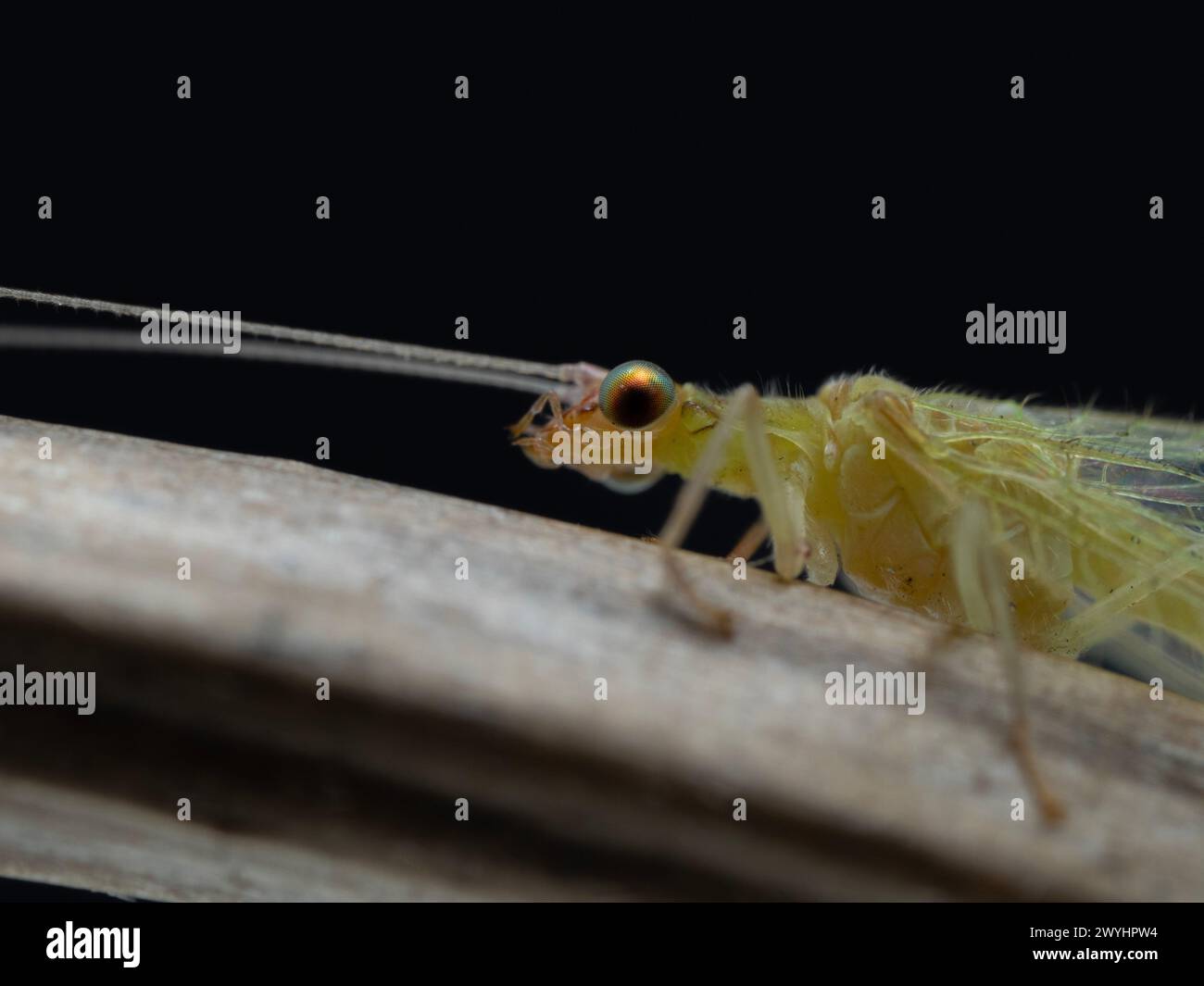 Close-up of image of a the head of a green lacewing, family Chrysopidae ...