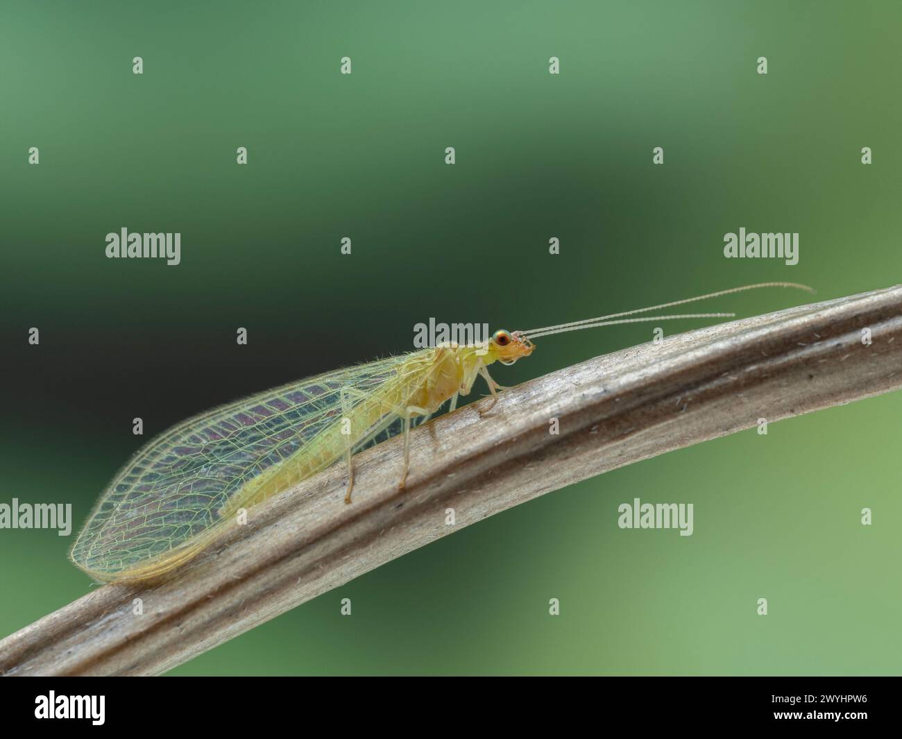 Lacewing family hi-res stock photography and images - Alamy