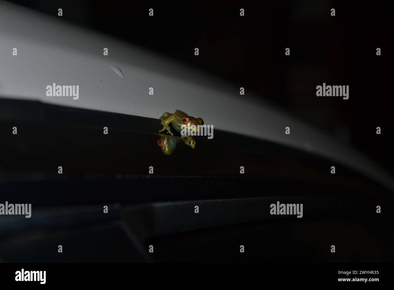 A young invasive Cuban tree frog perches atop a white car, framed by a ...