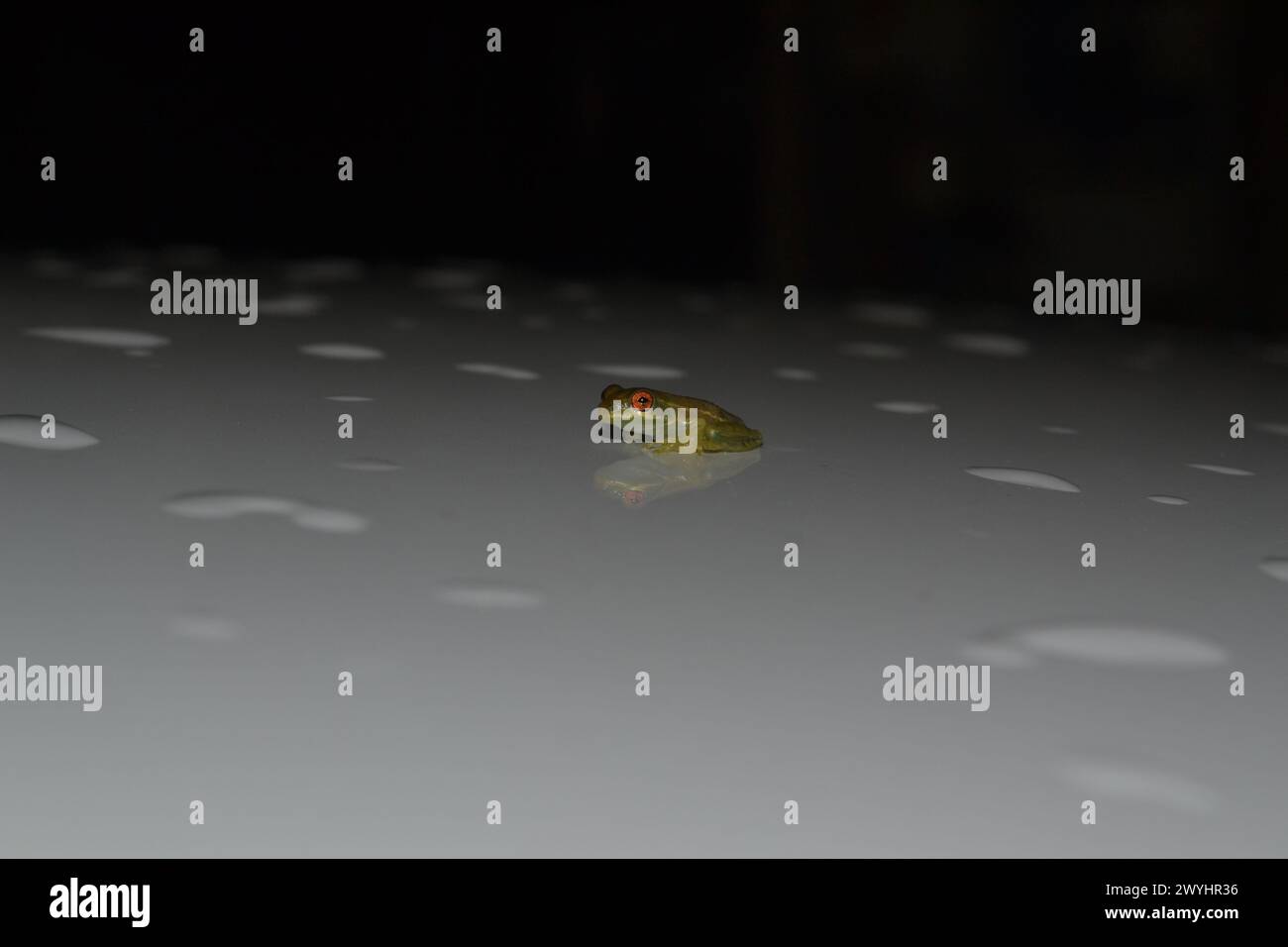 A young invasive Cuban tree frog with red eyes is reflected on the ...