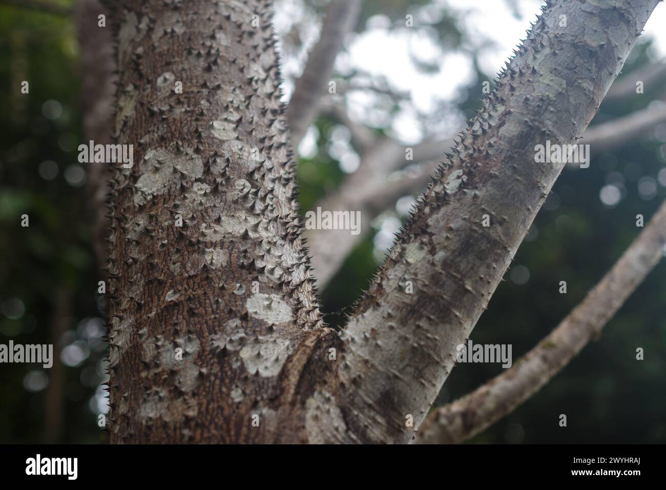 Cannonball tree fruit hi-res stock photography and images - Alamy