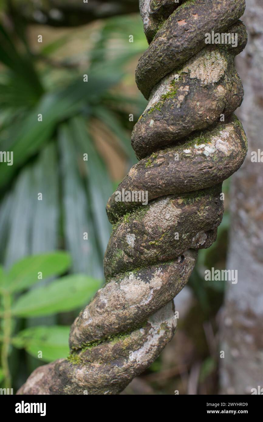An ancient Ayahuasca vine growing in the Butterfly Sanctuary near ...