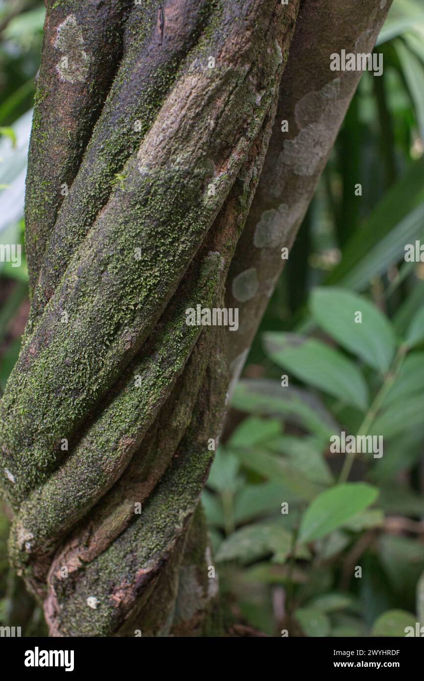 An ancient Ayahuasca vine growing in the Butterfly Sanctuary near ...
