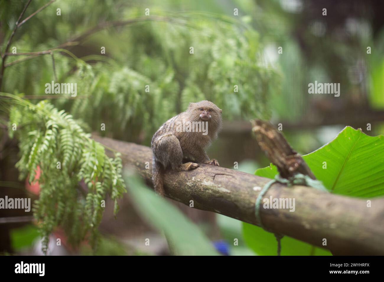 A pygmy marmoset looks around inside the Butterfly Sanctuary outside of ...