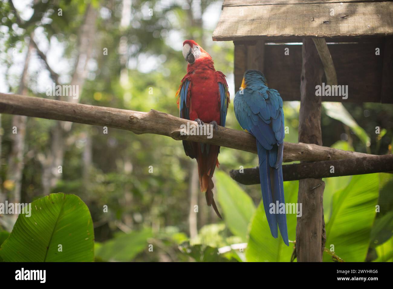 A playful blue and yellow macaw at Pilpintuwasi Wildlife rescue center ...