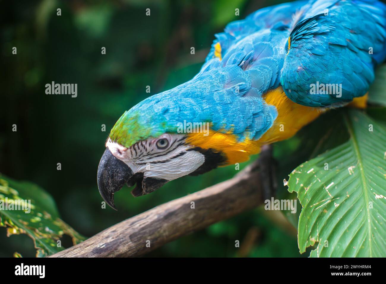 A playful blue and yellow macaw at Pilpintuwasi Wildlife rescue center ...