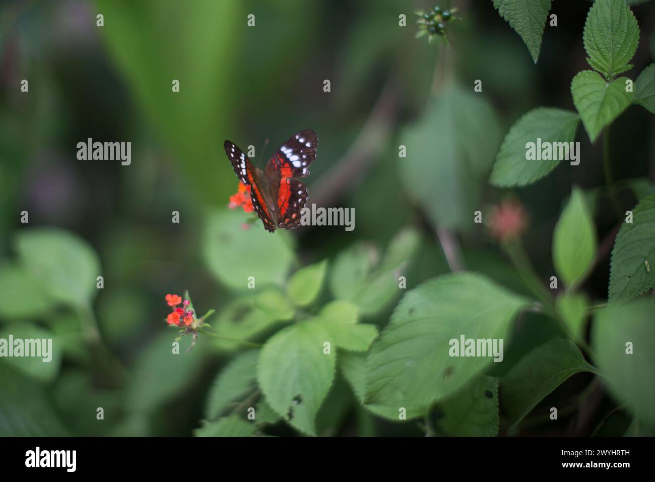 A tour of Pilpintuwasi Wildlife rescue center, butterfly farm, and ...