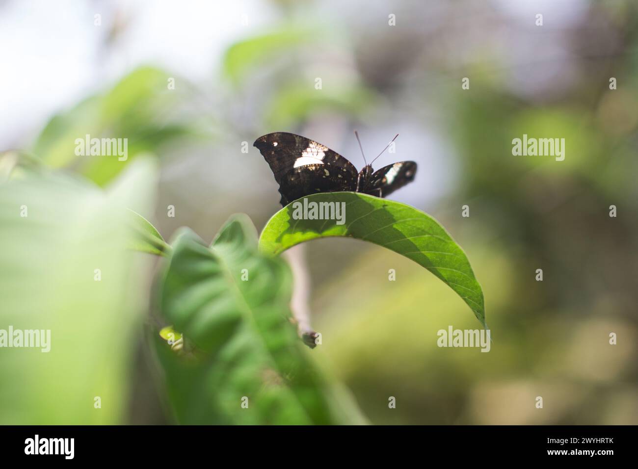 A tour of Pilpintuwasi Wildlife rescue center, butterfly farm, and ...