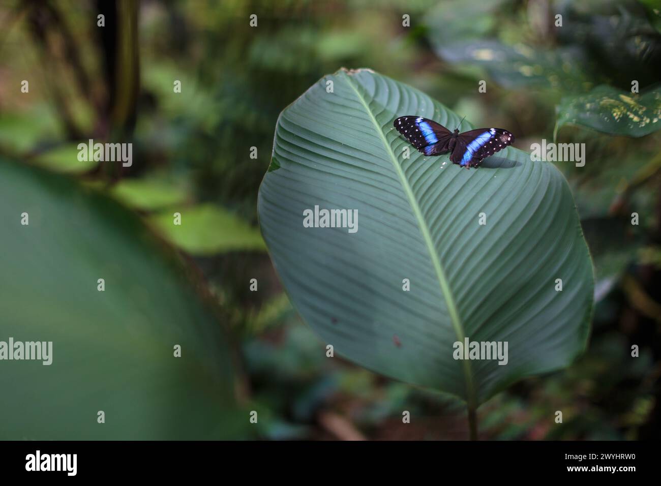 A tour of Pilpintuwasi Wildlife rescue center, butterfly farm, and ...