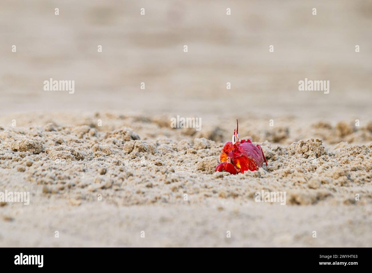 Red ghost crab or ocypode macrocera peeping out of its sandy burrow ...