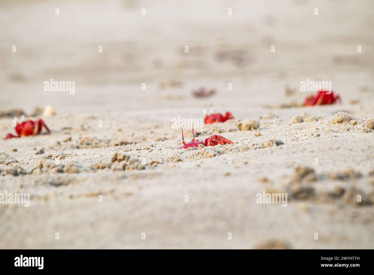 Red ghost crabs or ocypode macrocera coming out of its sandy burrow ...