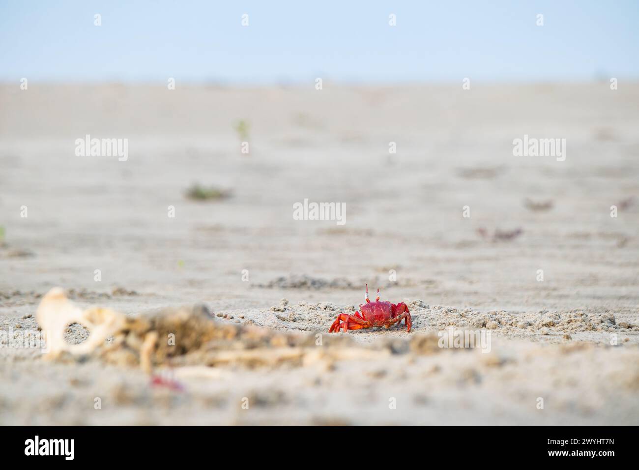 Red ghost crab or ocypode macrocera peeping out of its sandy burrow ...