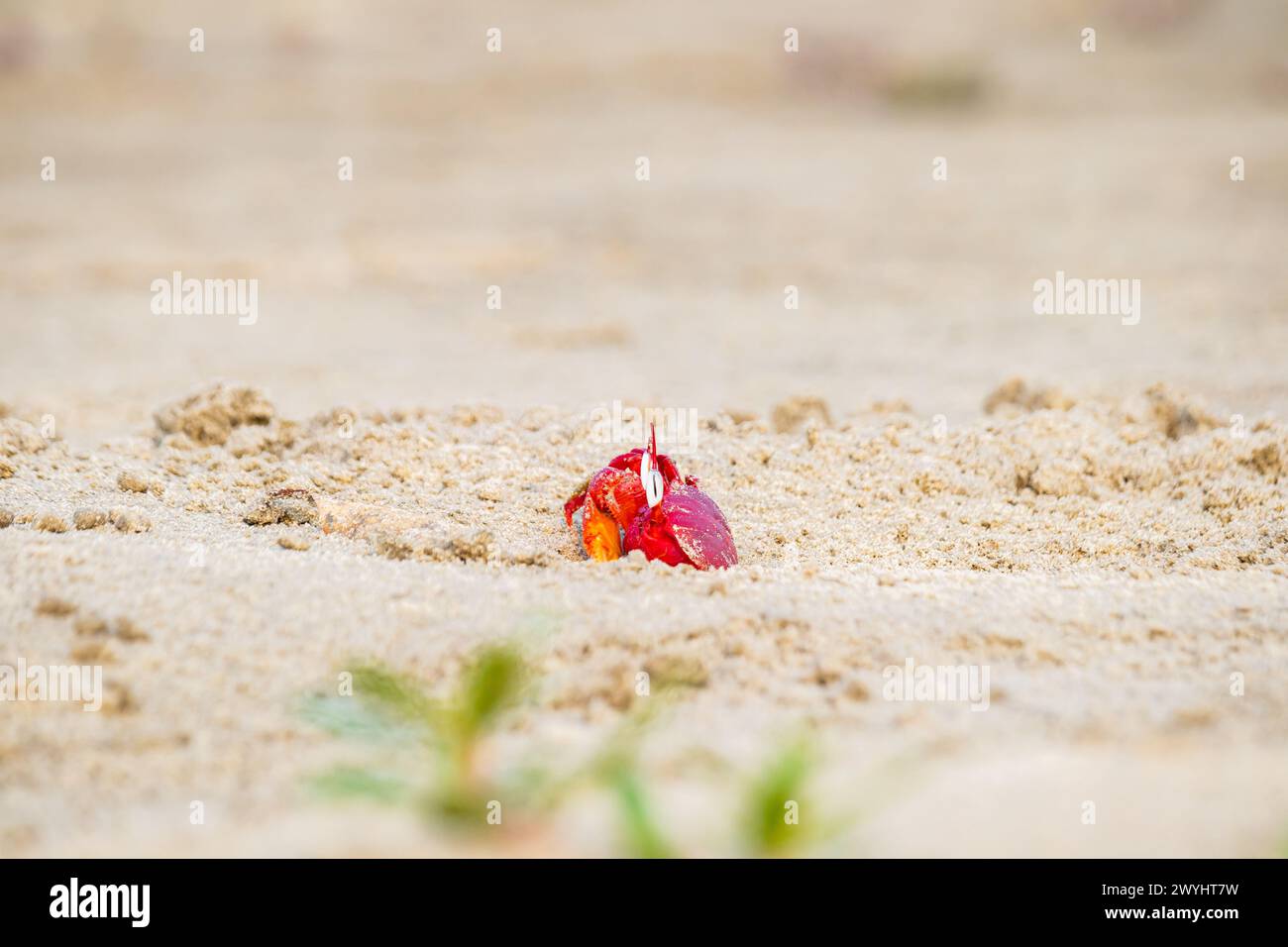 Red ghost crab or ocypode macrocera peeping out of its sandy burrow ...