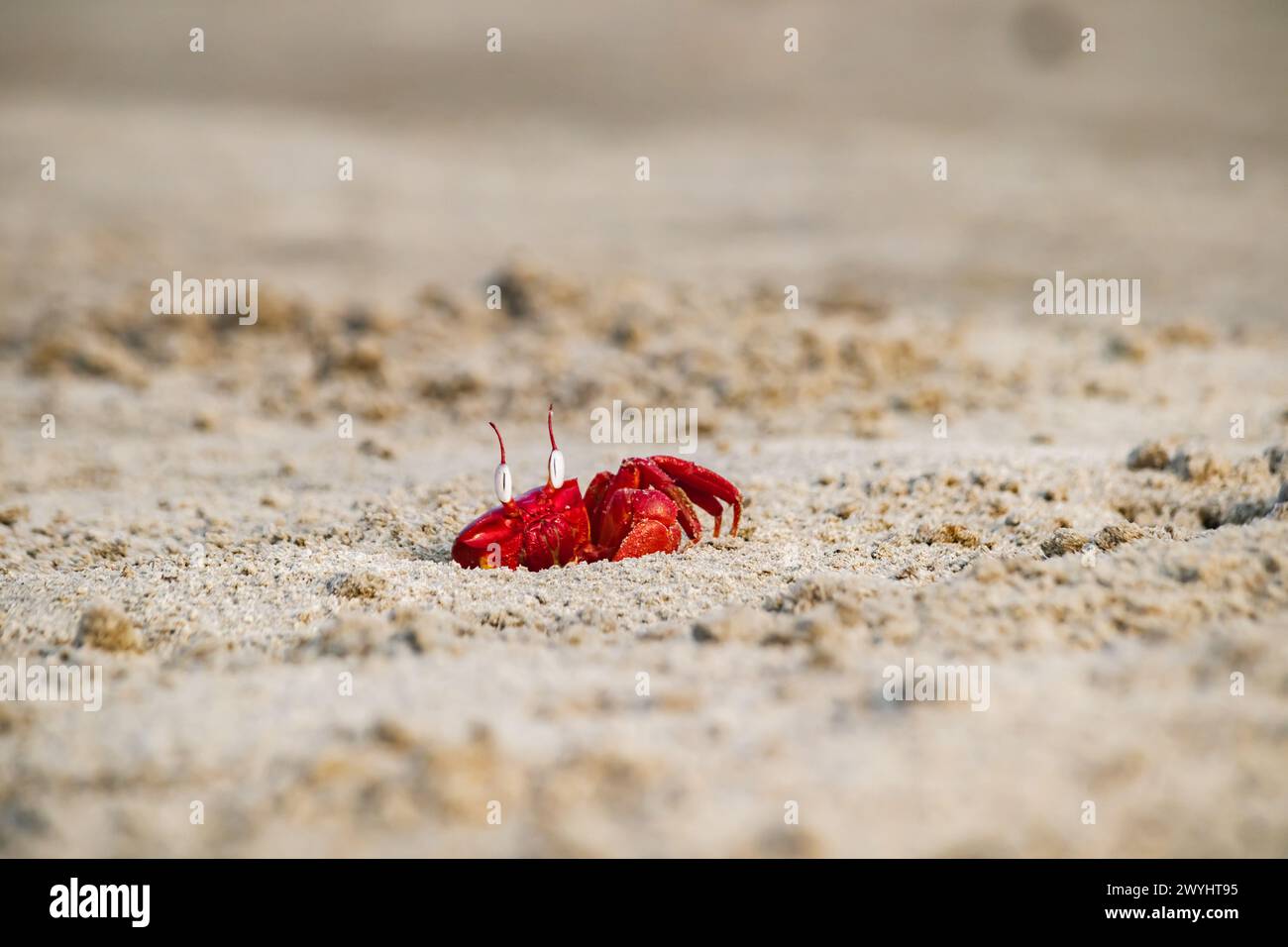 Red ghost crab or ocypode macrocera peeping out of its sandy burrow ...