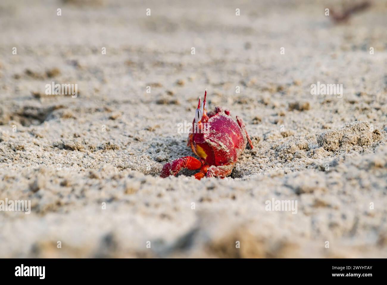 Red ghost crab or ocypode macrocera peeping out of its sandy burrow ...