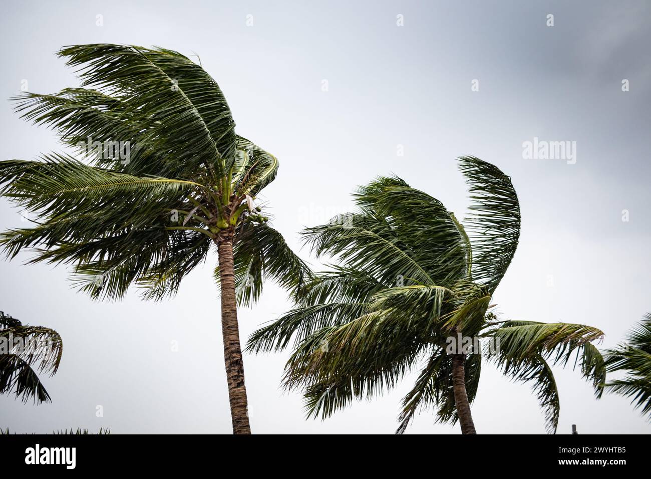 coconut trees swaying in wind during stormy weather. Dark monsoon ...