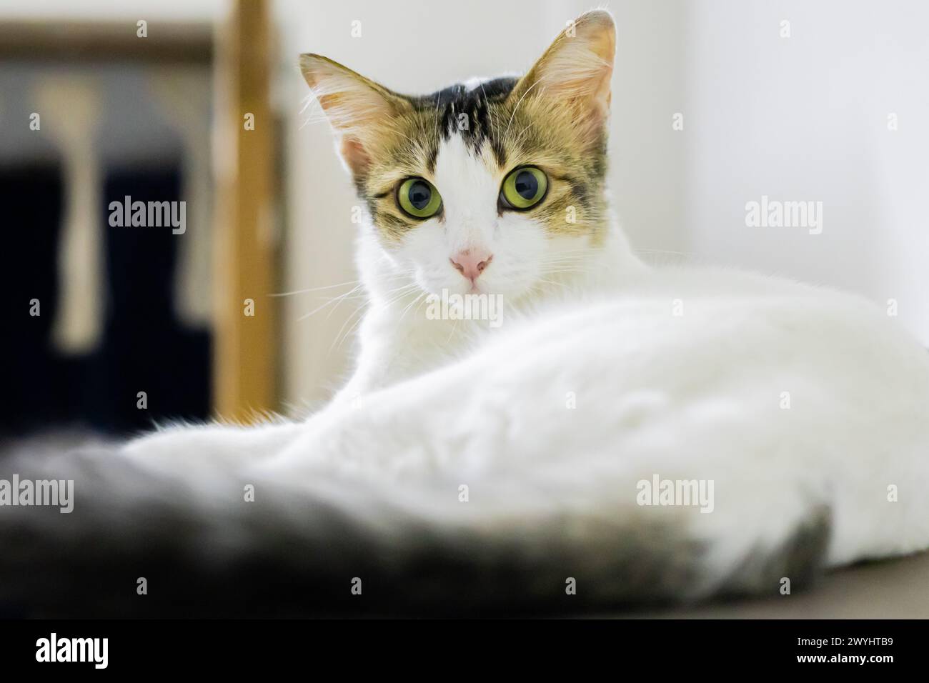 Portrait indian domestic pet cat hi-res stock photography and images ...