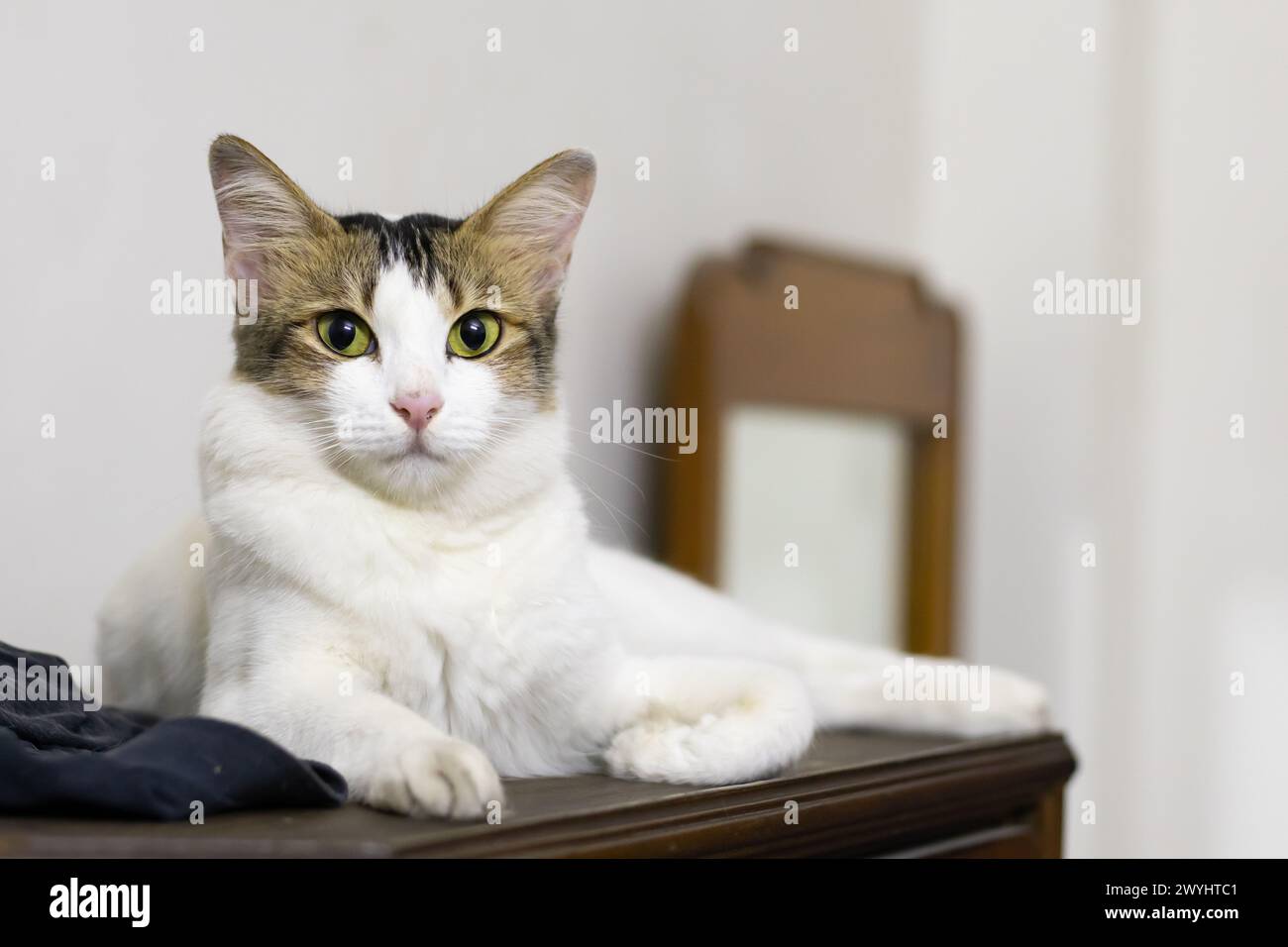 Portrait indian domestic pet cat hi-res stock photography and images ...