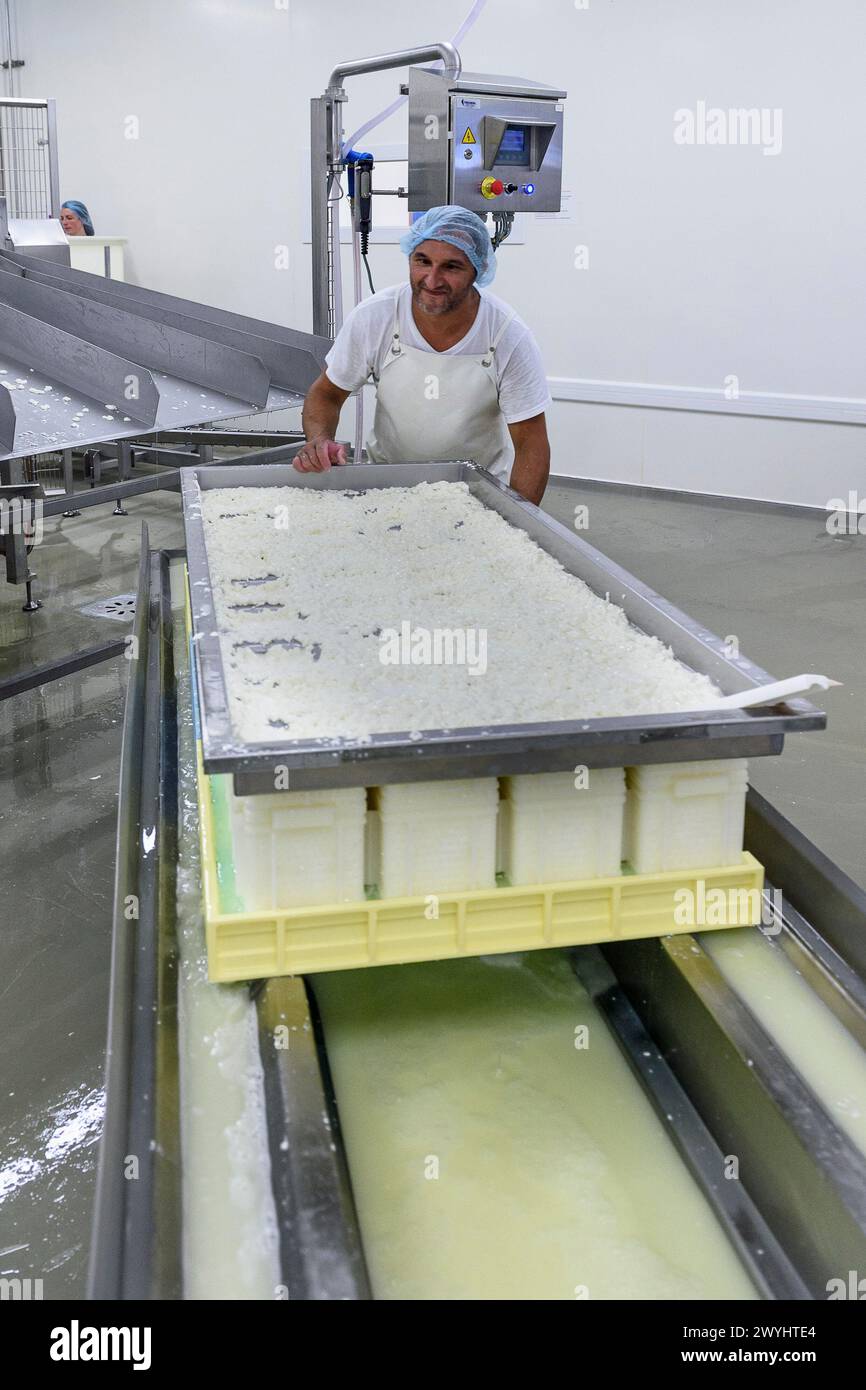 Maroilles is frech AOC approved cow's milk made in northern France ...