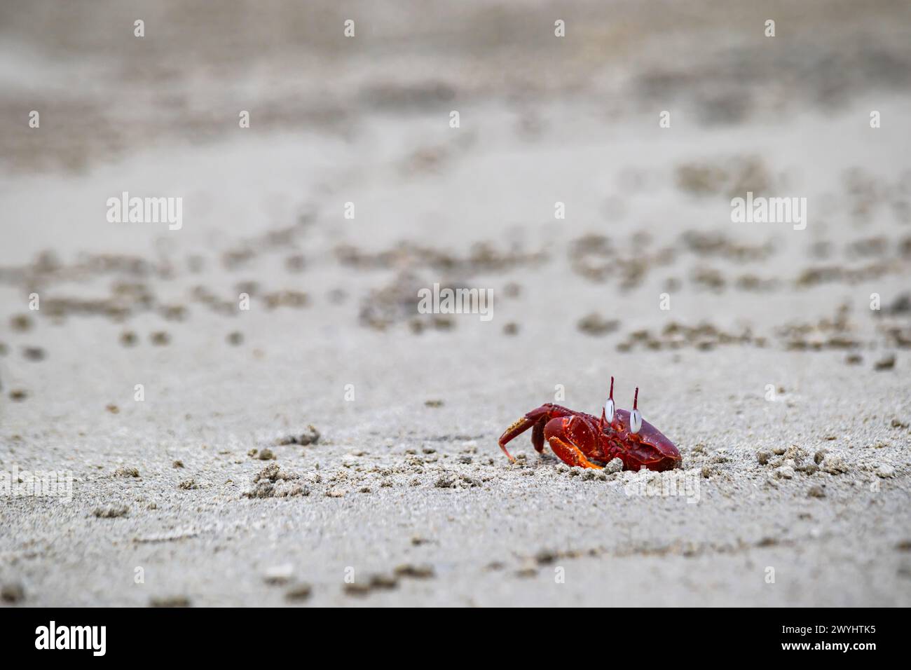 Red ghost crab or ocypode macrocera peeping out of its sandy burrow during daytime. It is a ...